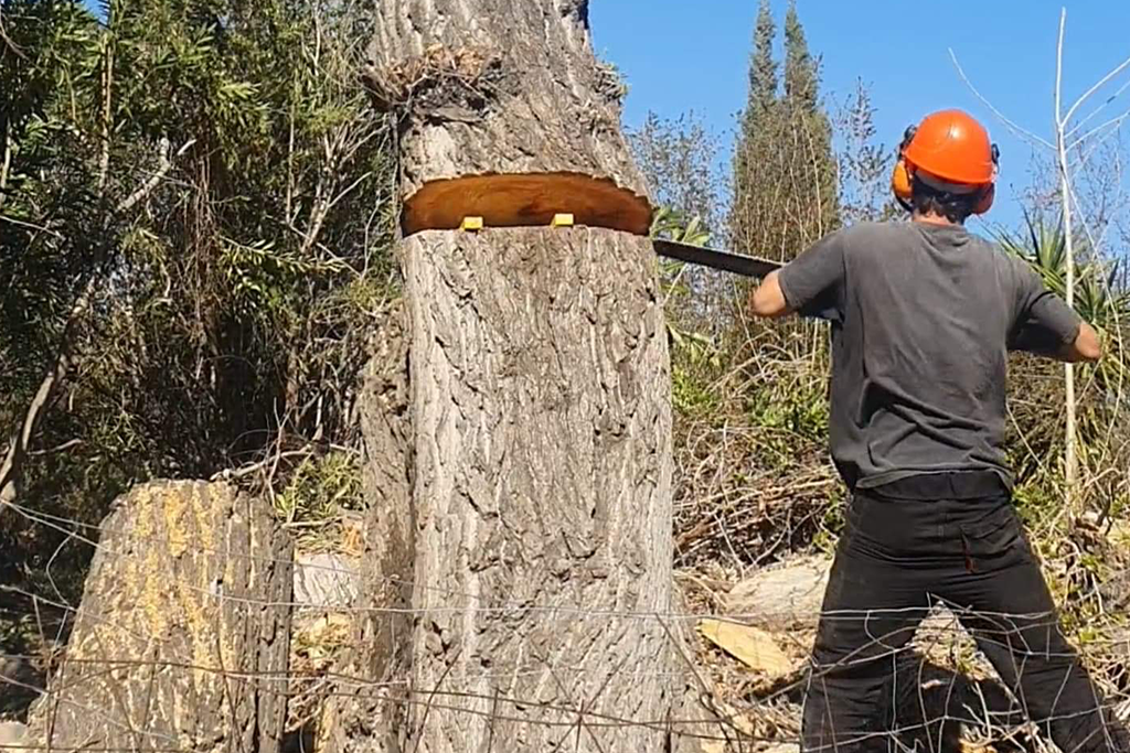 Services - Alpujarra Arboricultura